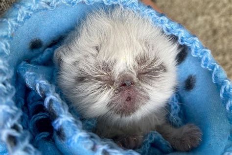 Kitten Named Grandpa Cat Worlds Benjamin Button Healthy Happy News