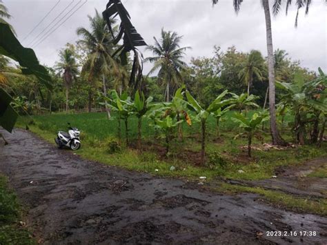 Jual Tanah Kulon Progo View Sawah
