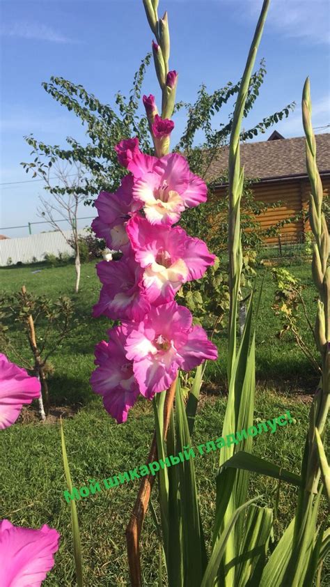 Гладиолус на даче