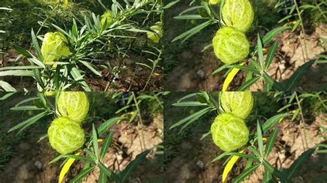 夹竹桃科果实 夹竹桃果实 大山谷图库