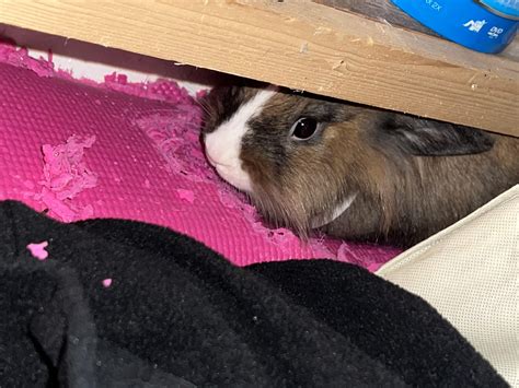 Found Missing Bun Bun Rrabbits