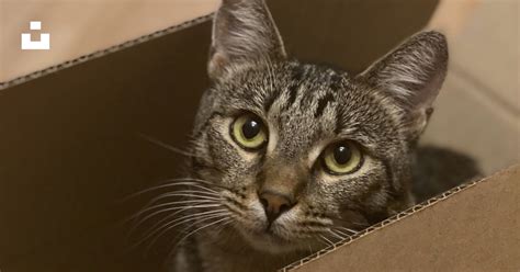 갈색 판지 상자에 있는 은색 얼룩무늬 고양이 사진 Unsplash의 무료 고양이 이미지