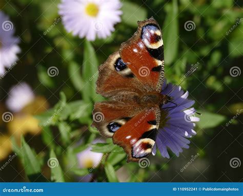 Vlinder Motten En Vlinders Insect Borstel Betaalde Vlinder Picture Image 110952241