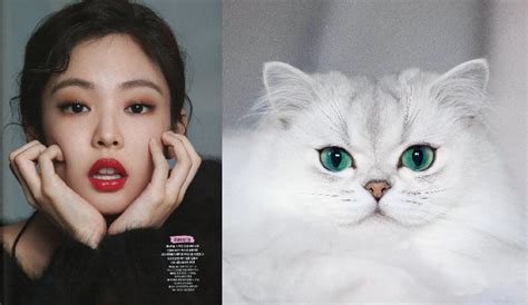 猫系脸女明星猫系脸长相特征 伤感说说吧