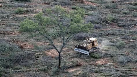 La Deforestación Acaba Con Casi 150 Mil Hectáreas De Bosque Nativo En