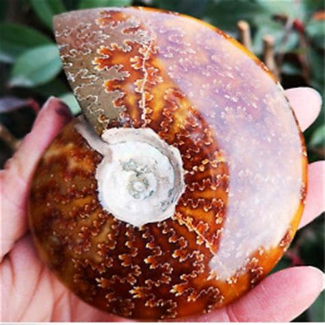 90g Natural Ammonite Fossil Conch Crystal Specimen Healing Wish