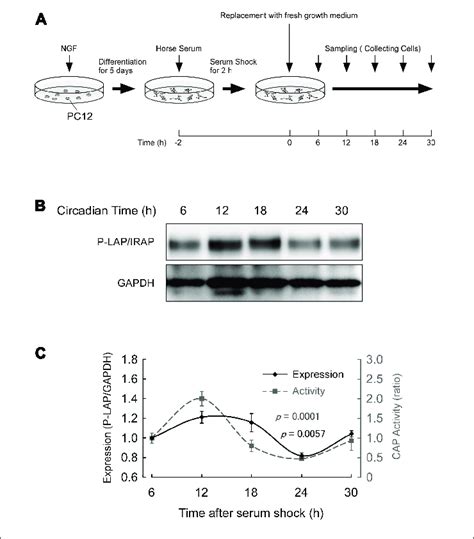 Expression Of P Lap Irap In Pc12 Cells A Protocol For P Lap Irap Download Scientific