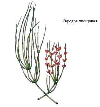 эфедра — Биология. Современная энциклопедия