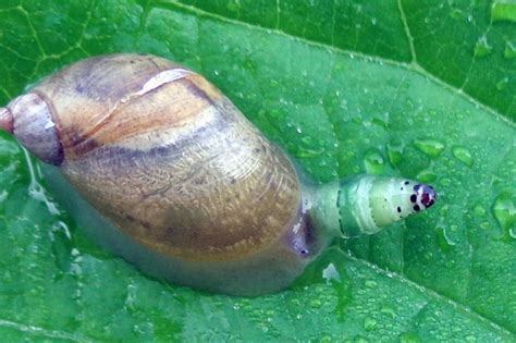 Zombie Snail Parasite Location