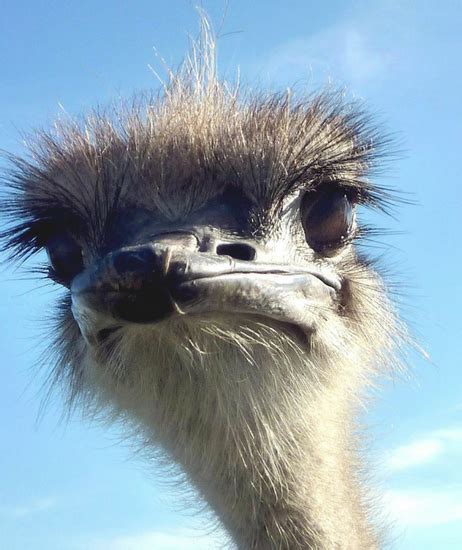 VIP Ostrich V2 Creating Balance Wellness Elizabeth Grooms