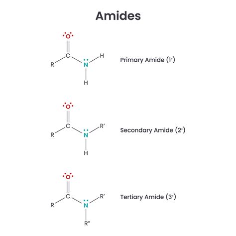 Amides Biochemistry Functional Group Science Vector Infographic