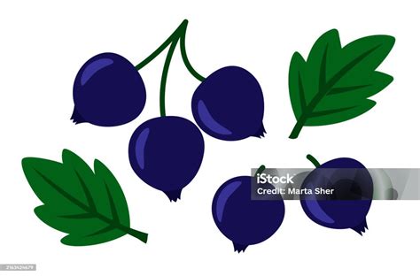 블랙 커란 세트 신선한 여름 육즙 베리 흰색 배경에 고립 된 평면 벡터 일러스트 레이 션 개체 그룹에 대한 스톡 벡터 아트 및 기타 이미지 Istock