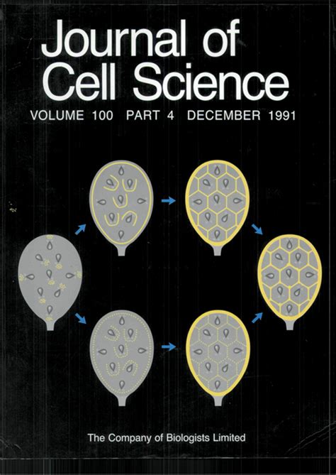 Distribution Of Pcna In Drosophila Embryo During Nuclear Division