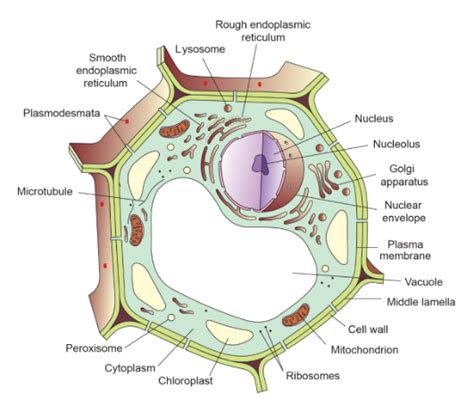 Endoplasmic Reticulum Plant Cell