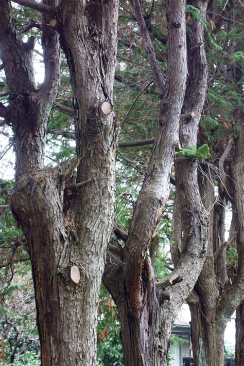 Tree Trunk Pattern In The Park Stock Image Image Of Nature Outdoors