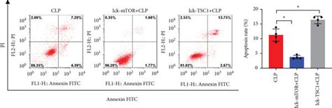 Role Played By Mtor In Ers And Cd4⁺ T Cell Apoptosis Cd4⁺ T Cell