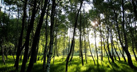 Snart Kan Man Blive Begravet I Skoven Ved Clausholm Slot