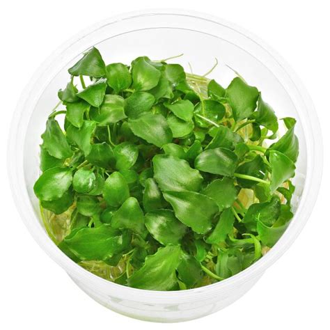 Schismatoglottis prietoi - Topf | Aquasabi - Aquarium Shop