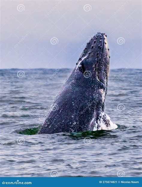 Humpback Whales Swimming In Costa Rica Free Ocean Stock Image Image