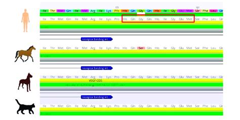 Multiple Alignments Using Amino Acid Sequences Of Different Isoforms