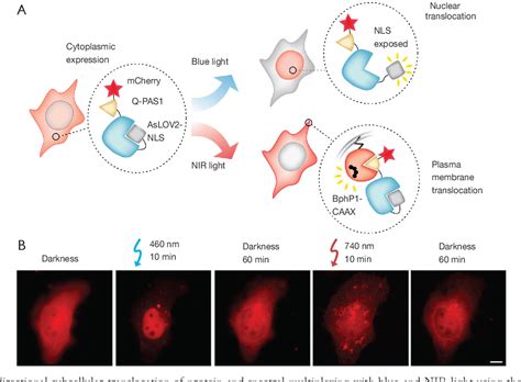 Figure 2 From Optogenetic Tools For Cell Biological Applications Semantic Scholar