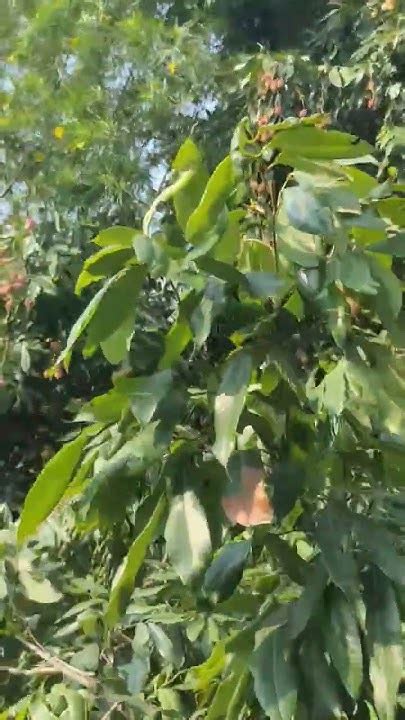 Amader Lichu Gach Youtube