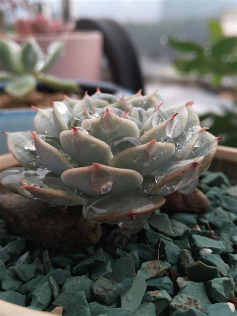 醉花於黃姚 每日頭條