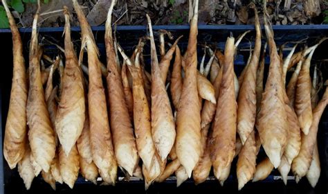 Arrowroot Flour Arrowroot Starch Uses Nutrition Facts Carbs