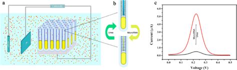 Scheme 1 The Strategy For Detection Of Mirna Download Scientific Diagram