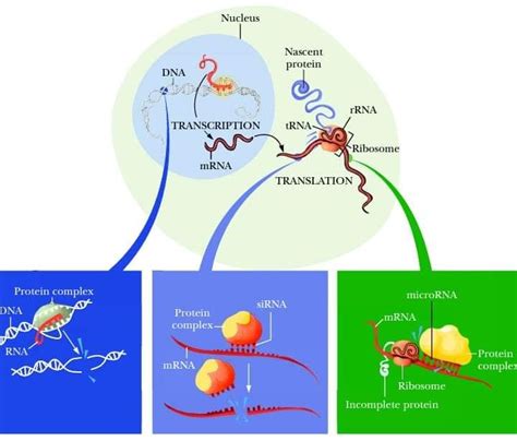 Hanaa Fayed On Linkedin Rna And Medical Applications ‼ By Manipulating Rna Researchers Believe…
