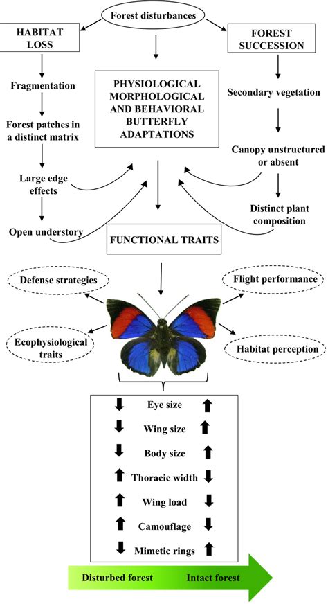 conceptual framework and hypotheses on trait environment patterns for