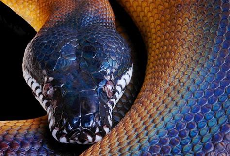 White Lipped Python 101 Care Diet Habitat Setup And More