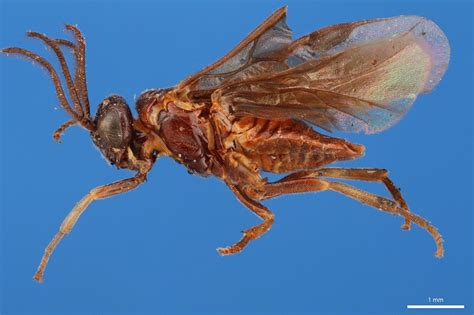 Symphyta Images Free Photos Png Stickers Wallpapers And Backgrounds