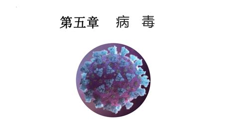 5 5 病毒课件共30张PPT 人教版生物八年级上册 21世纪教育网