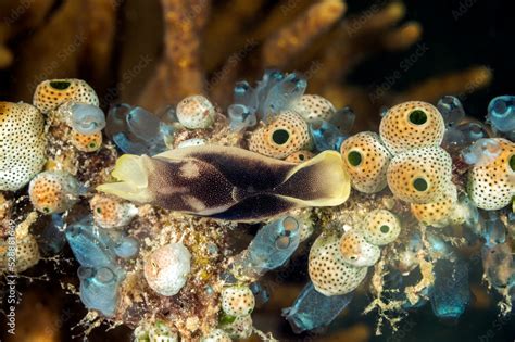 Head Shield Sea Slug Chelinodura Amoena On The Sea Squirts Raja