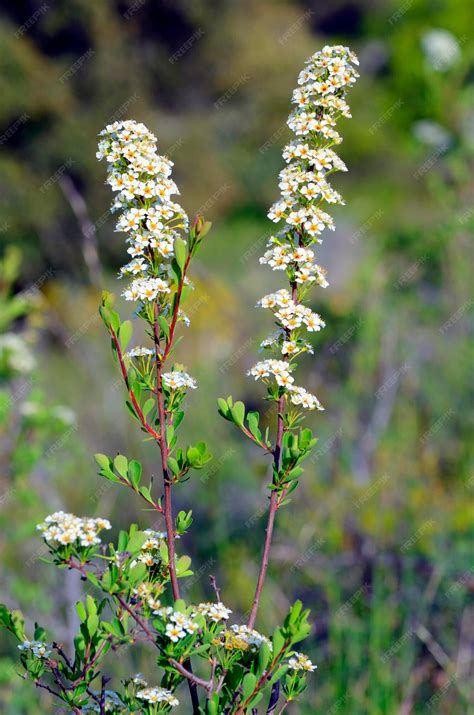 Premium Photo The Small Shrub Spiraea Hypericifolia In Flower
