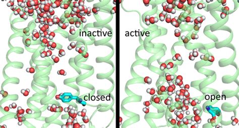Energy Transport In Class B Gpcrs Role Of Protein Water Dynamics And Activation The Journal