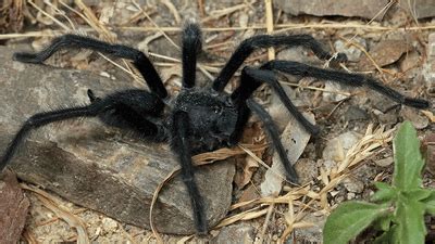 Four New Species Of Tarantulas Discovered With The Longest Known