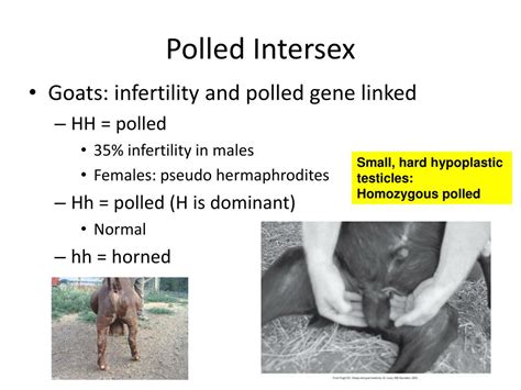 Ppt Goat And Sheep Restraint And Clinical Procedures Powerpoint