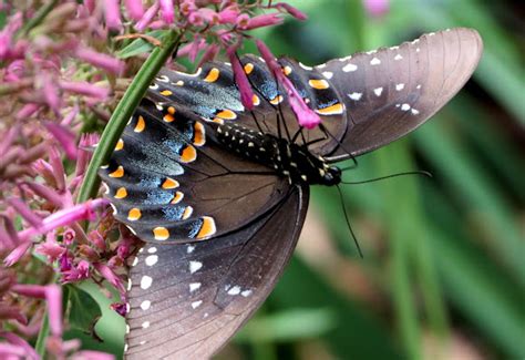 Spicebush Swallowtail Project Noah