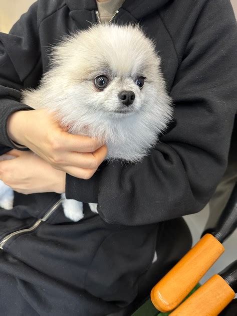 포메라니안 순이 강아지 책임분양 강아지파양 고양이파양 유기견무료분양입양 아이조아요양보호소