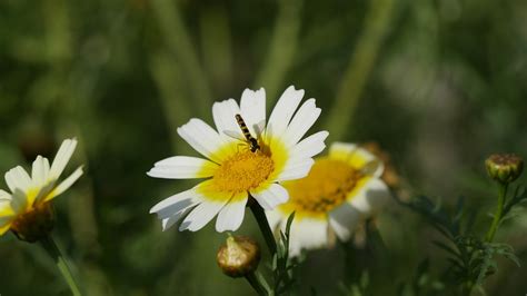 Hover Fly Flower Blossom Free Photo On Pixabay Pixabay