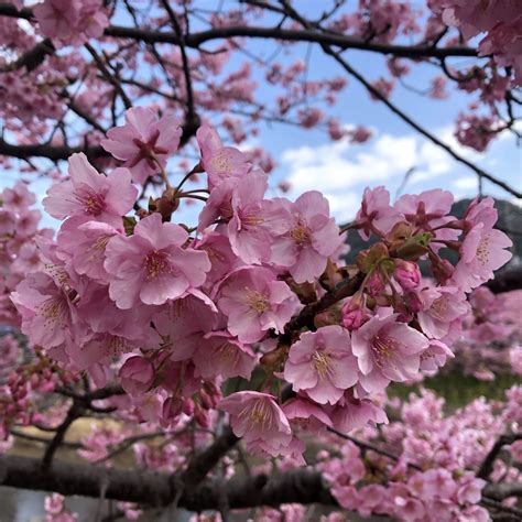 河津桜をみてきた。