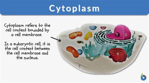Cytosol Animal Cell
