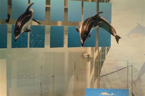浅虫水族館徹底ガイド｜見どころ・所要時間・お土産・レストラン 水族館com