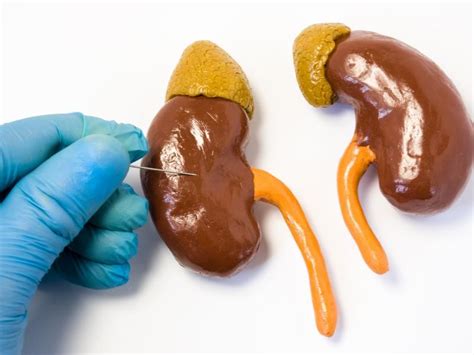 Biópsia Renal Em Rolante Rs