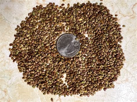 Desmodium Canadense Showy Tick Trefoil Seed Native Plants