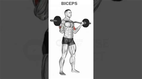 MOST EFFECTIVE BICEP EXERCISES BICEP WORKOUT Mens Fitness