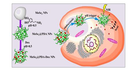 Polydopamine Coated Selenide Molybdenum A New Photothermal Nanocarrier