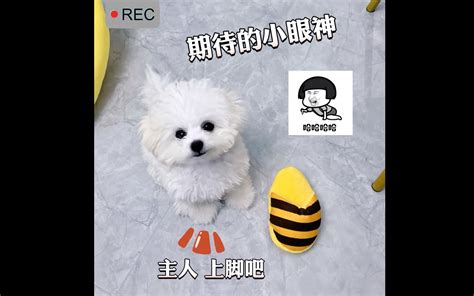 狗狗“嫌弃”主人的拖鞋，立刻将其叼走并“送”来自己的拖鞋。主人穿上后狗子一脸满足！哔哩哔哩bilibili